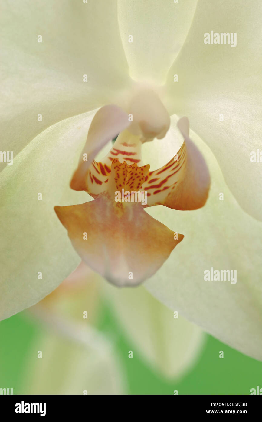 white orchid full frontal Stock Photo - Alamy