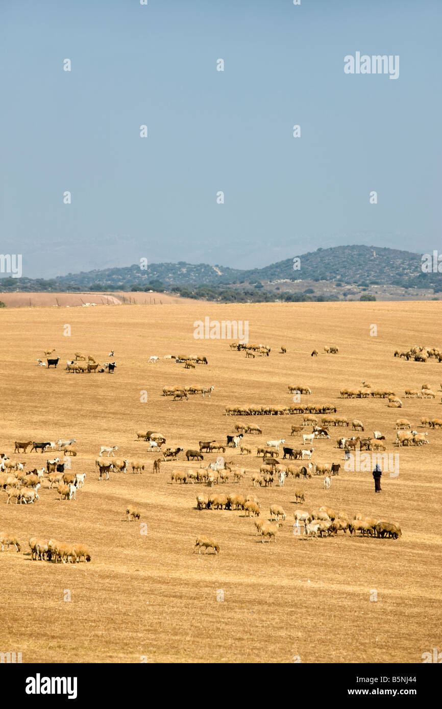 ARAB BEDOUIN SHEEP HERD HILLS OF LACHISH ISRAEL Stock Photo - Alamy