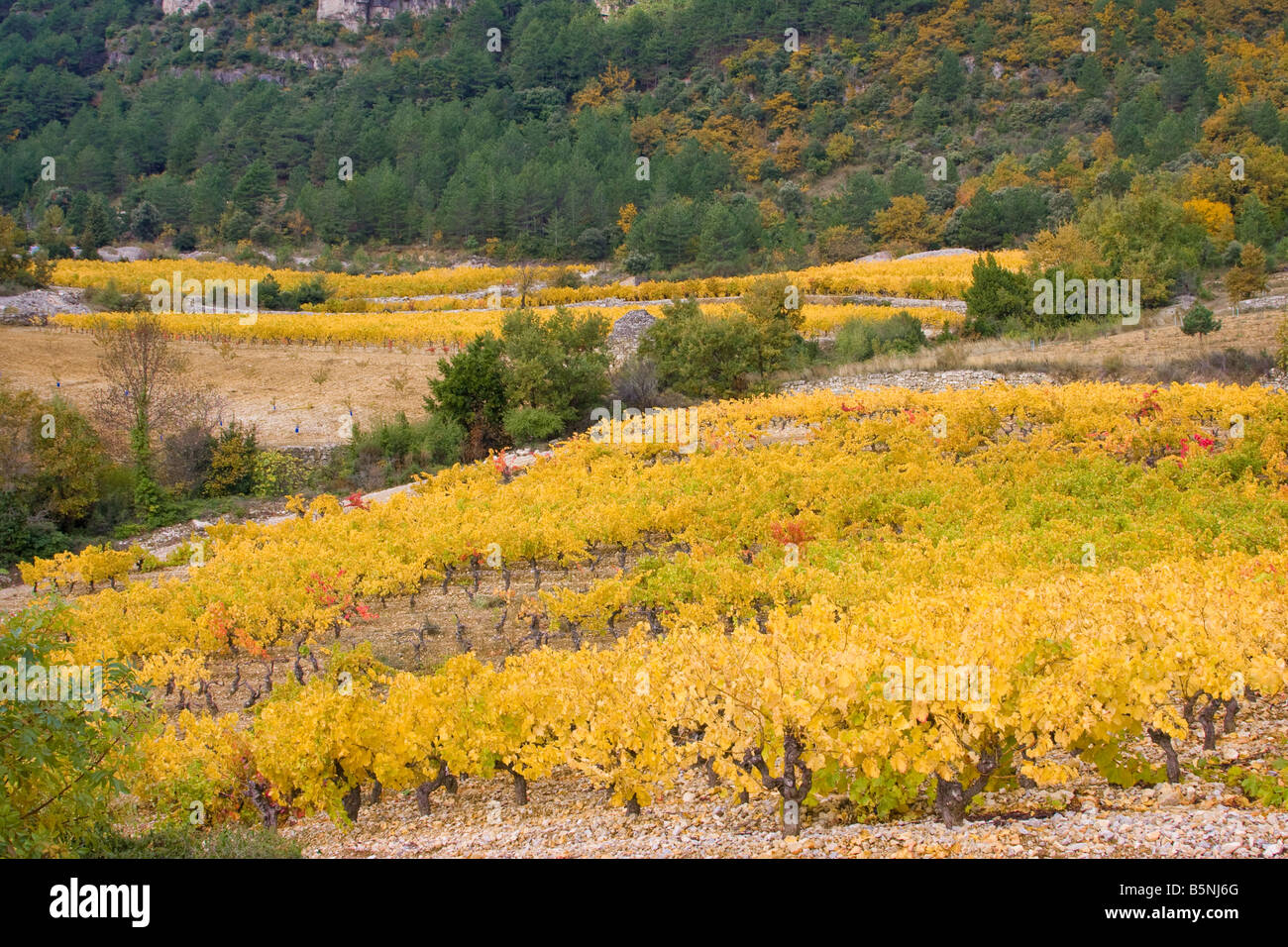 Grapevines in a vineyards Stock Photo - Alamy