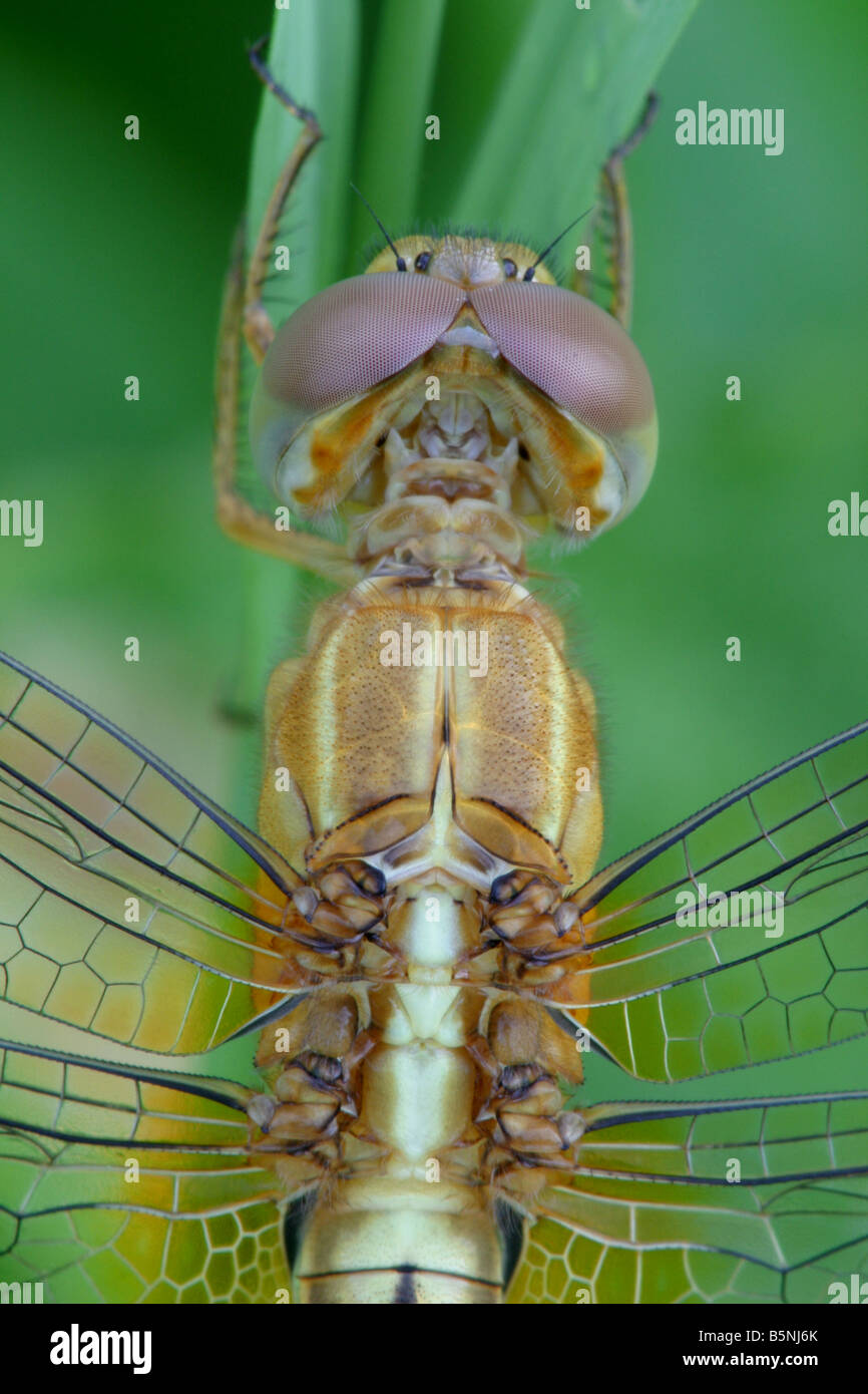 Dorsal view of a dragonfly Stock Photo - Alamy