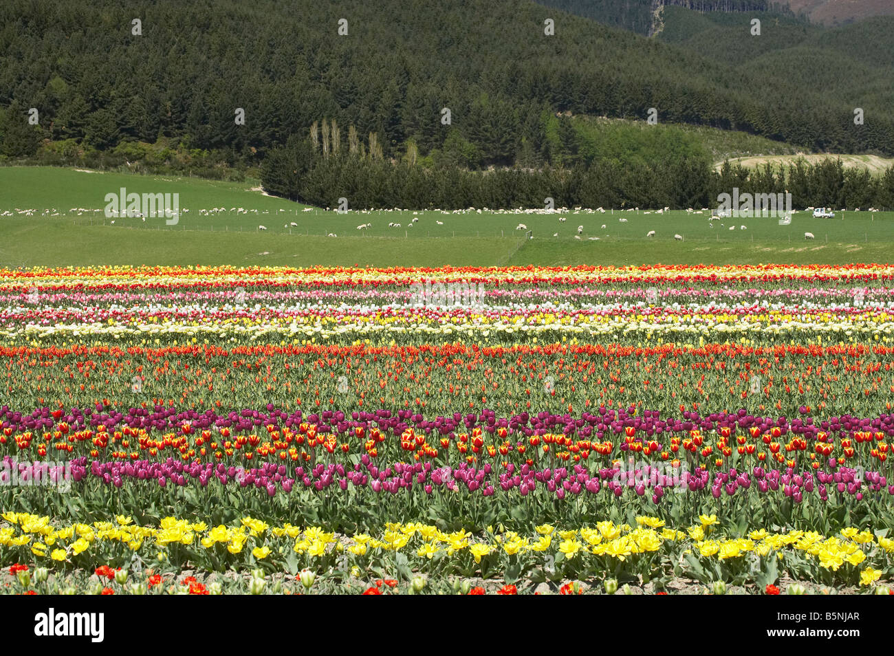 Tapanui hi-res stock photography and images - Alamy