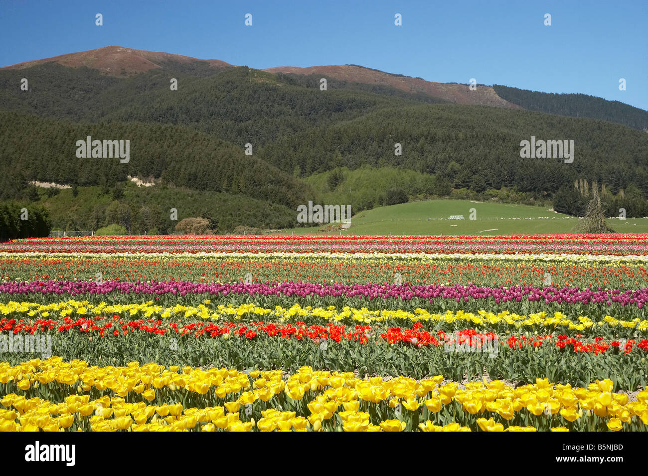 Tulip Fields near Tapanui West Otago South Island New Zealand Stock ...