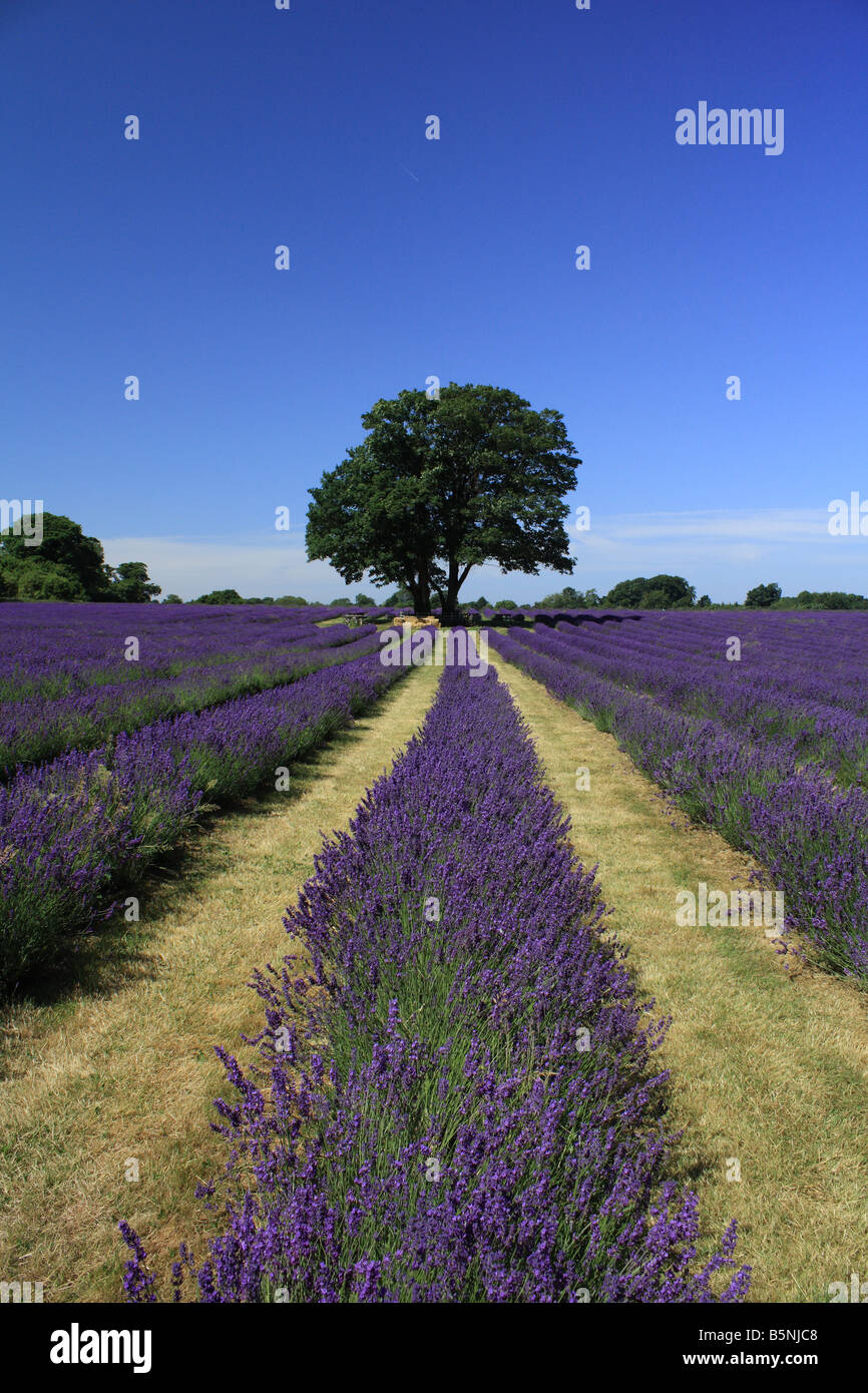 Oak tree in lavender field, Mayfield Lavender, Surrey, England, UK ...