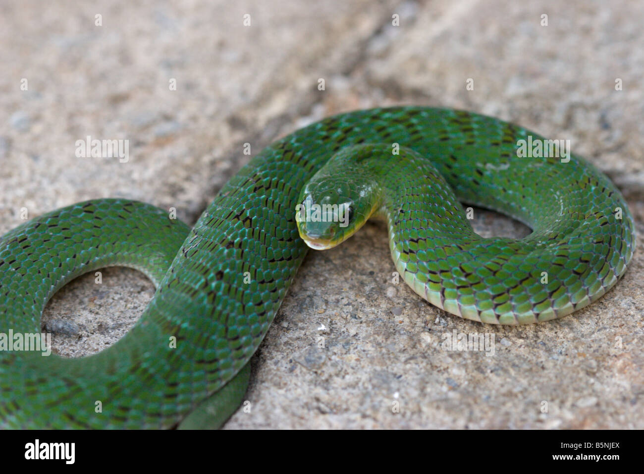 Adder snake hi-res stock photography and images - Alamy