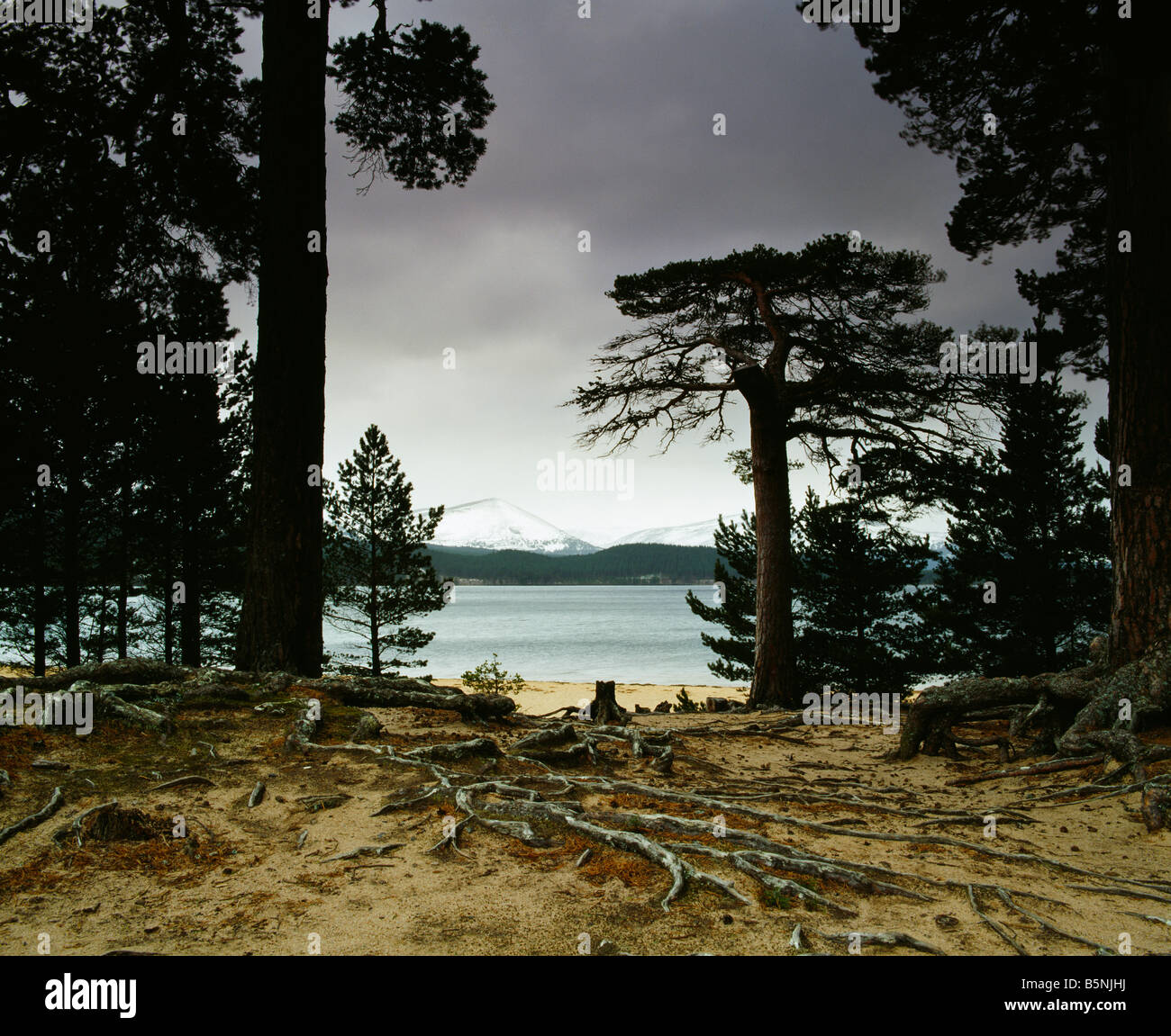 A color colour picture of a view of a Scottish loch through pine trees ...