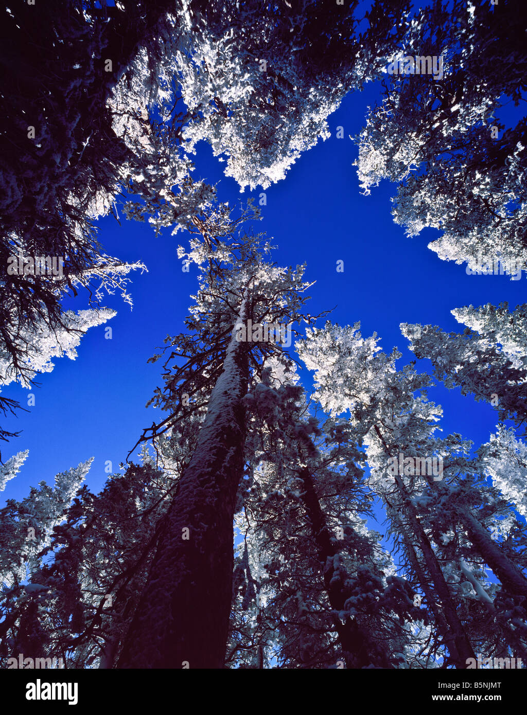 Iced forest on the rim Cedar Breaks National Monument Utah Stock Photo ...
