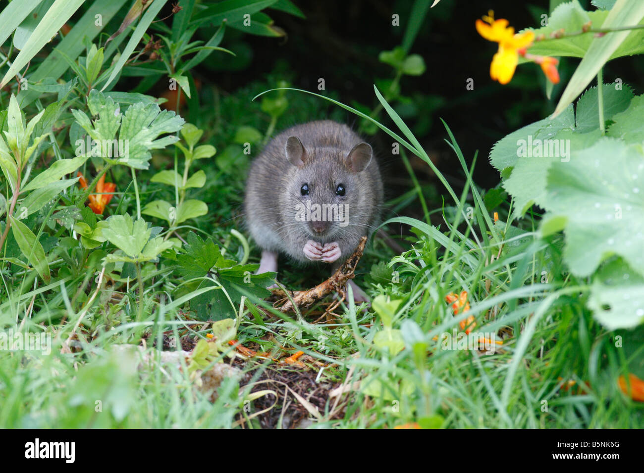 BROWN RAT Rattus norvegicus IN FLOWER BORDER EATING FRONT VIEW Stock ...