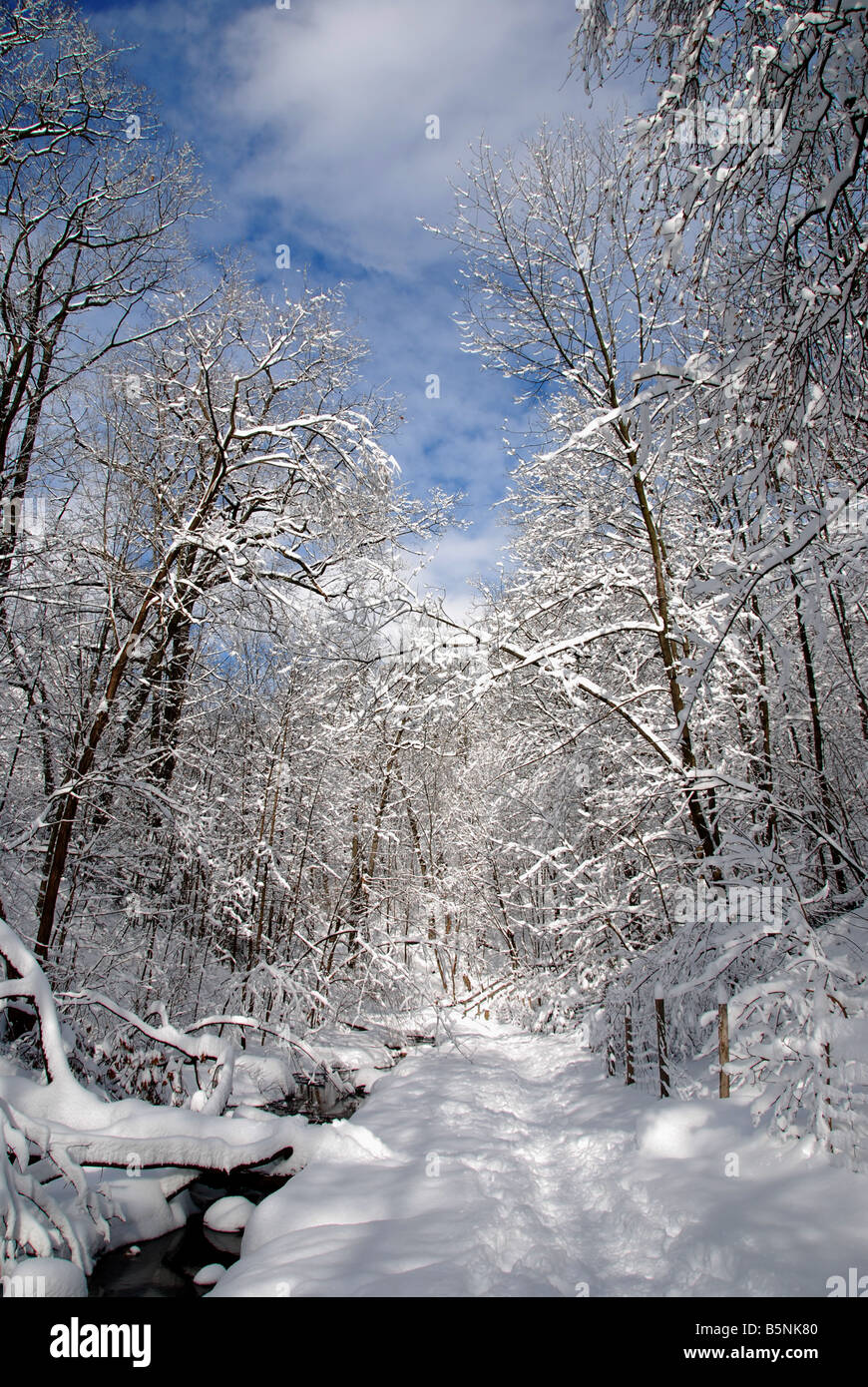 Forest snow scene in Toronto Canada Stock Photo - Alamy