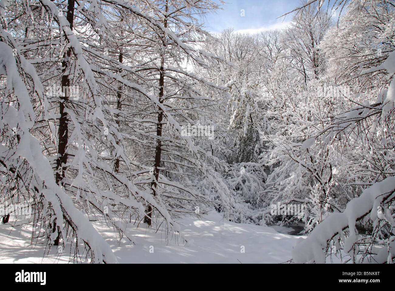 Snow covered canadian forest hi-res stock photography and images - Alamy