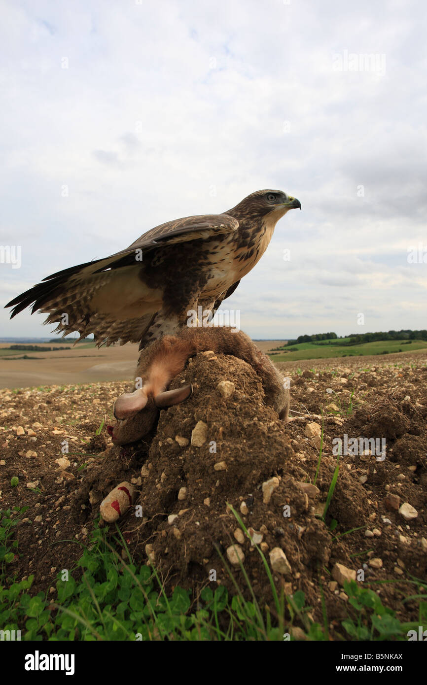 BUZZARD Buteo buteo LANDING ON RABBIT FRONT VIEW Stock Photo - Alamy