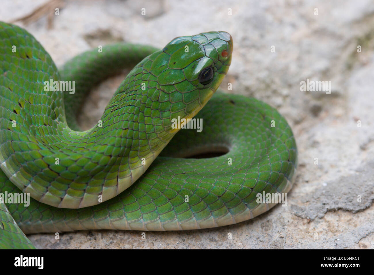 snake green night adder green viper Uganda africa venomous Stock Photo ...