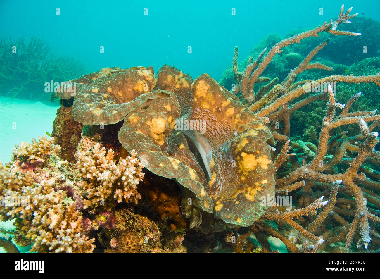 giant clam and variety of coral of great barrier reef australia Stock ...