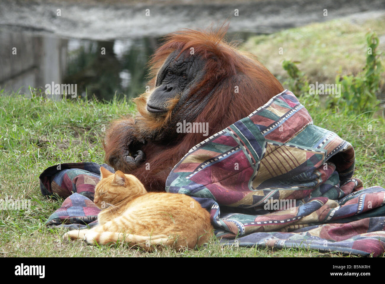 Unusual Animal Friends