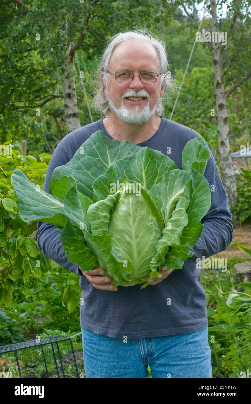 Proud gardener with a fine Sugarloaf cabbage Stock Photo - Alamy