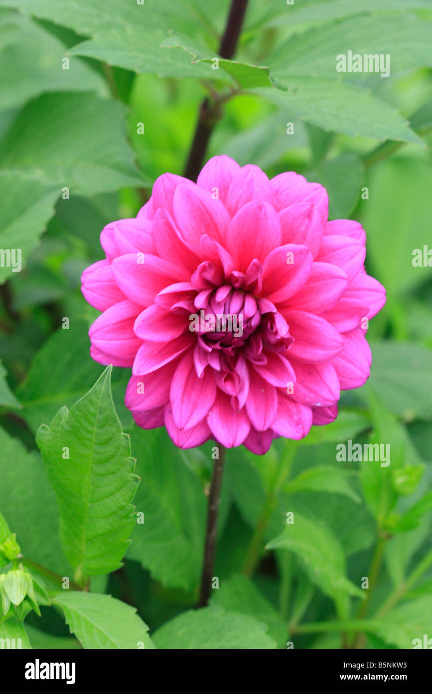 Your requiem hi-res stock photography and images - Alamy