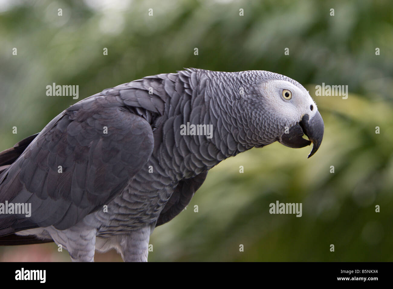 parrot african grey parrot bird Uganda Stock Photo - Alamy