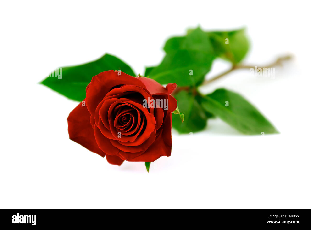 Single red rose on a white background Stock Photo - Alamy
