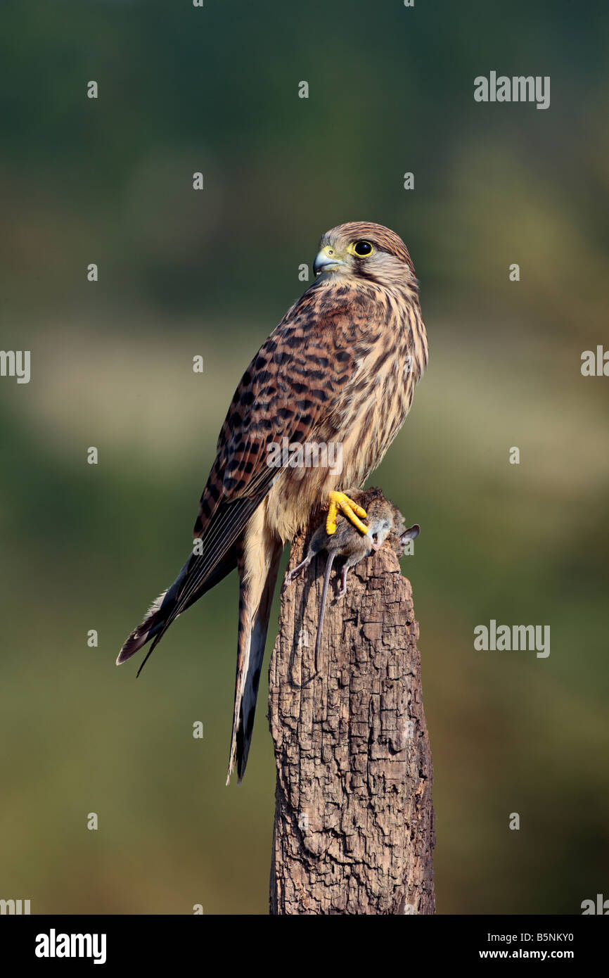 Kestrel With Mouse High Resolution Stock Photography and Images - Alamy