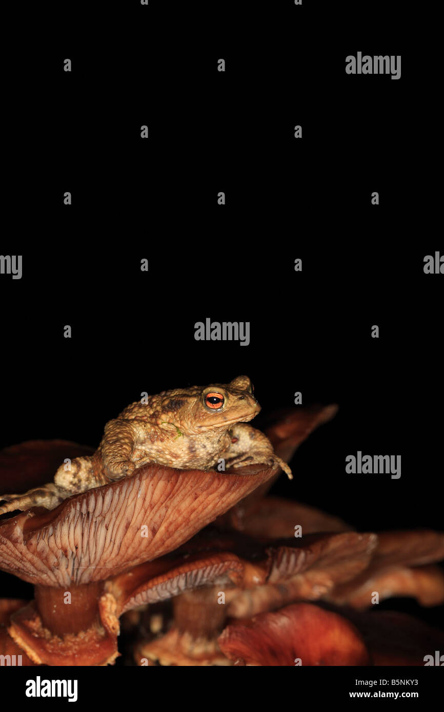 Toad on toadstool hi-res stock photography and images - Alamy