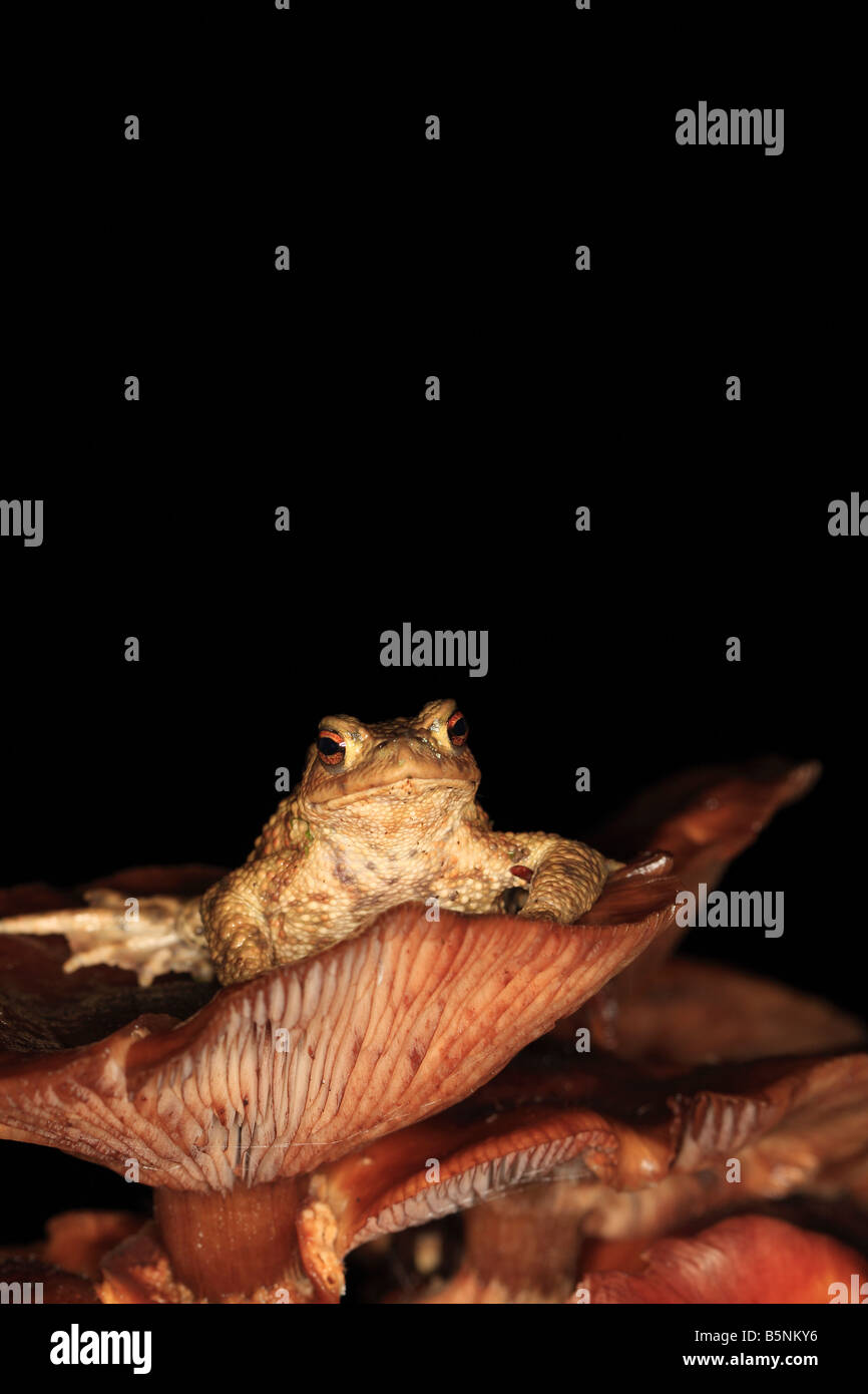 Toad on toadstool hi-res stock photography and images - Alamy