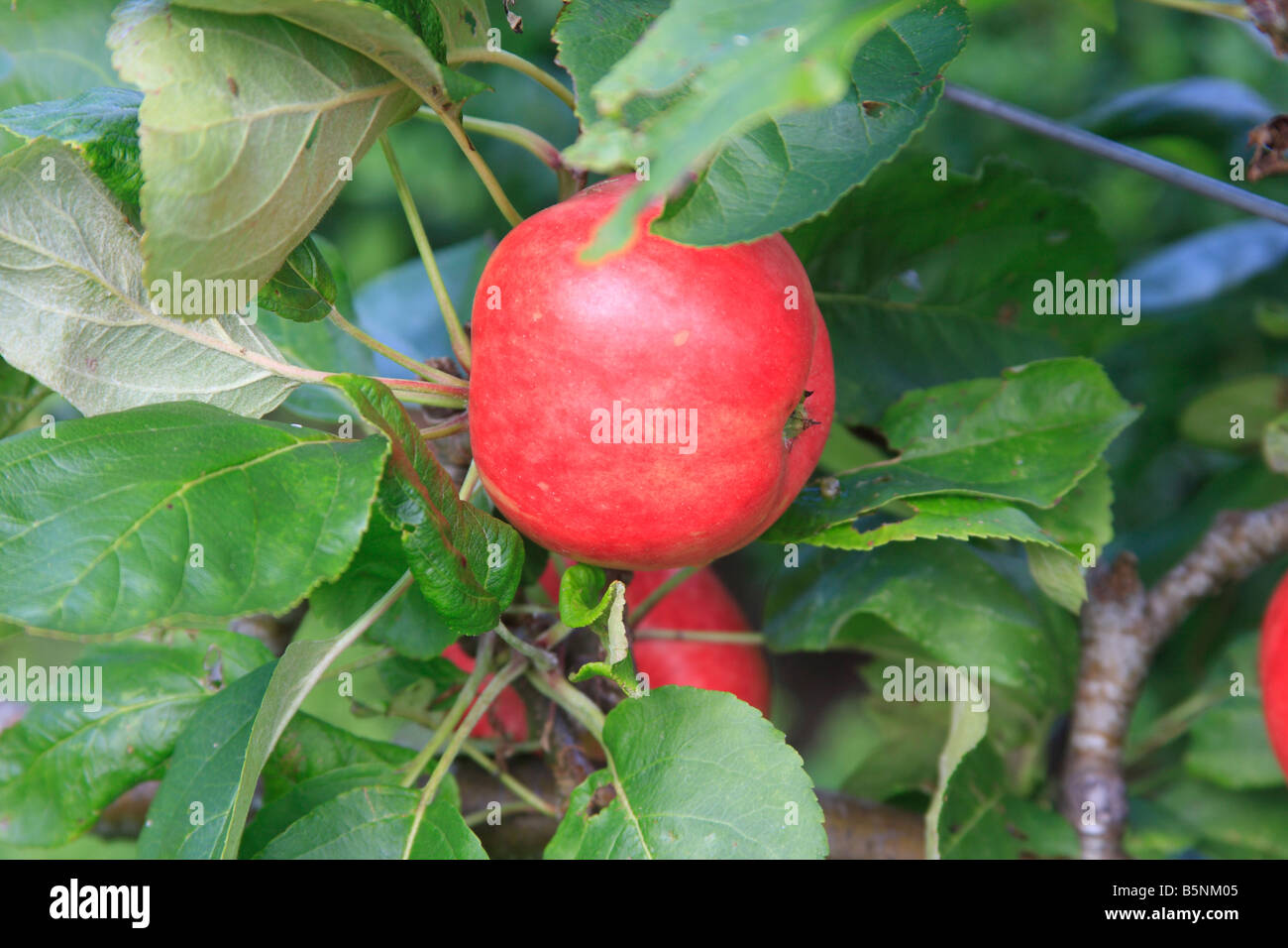 Red miller hi-res stock photography and images - Alamy