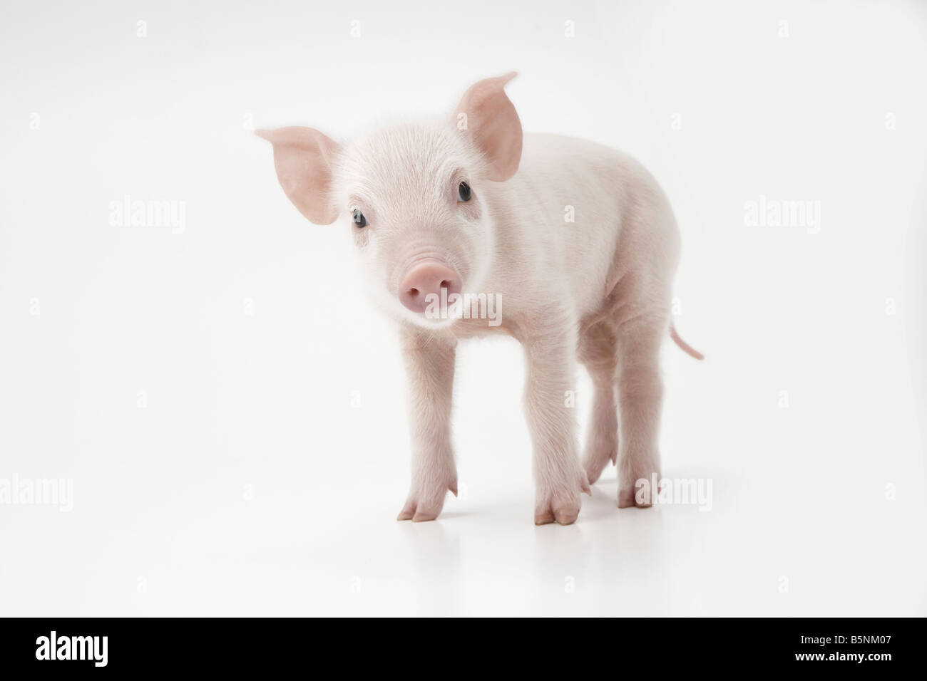 Pink piglet hi-res stock photography and images - Alamy