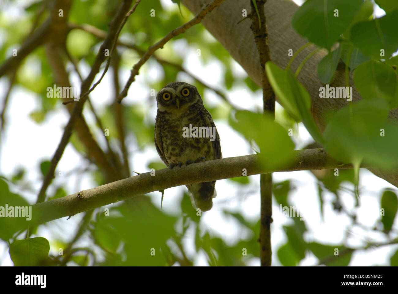 Athene brahma hi-res stock photography and images - Alamy