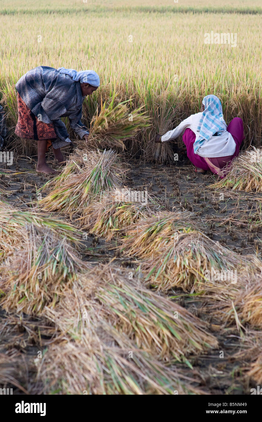 Rice picking india hi-res stock photography and images - Alamy