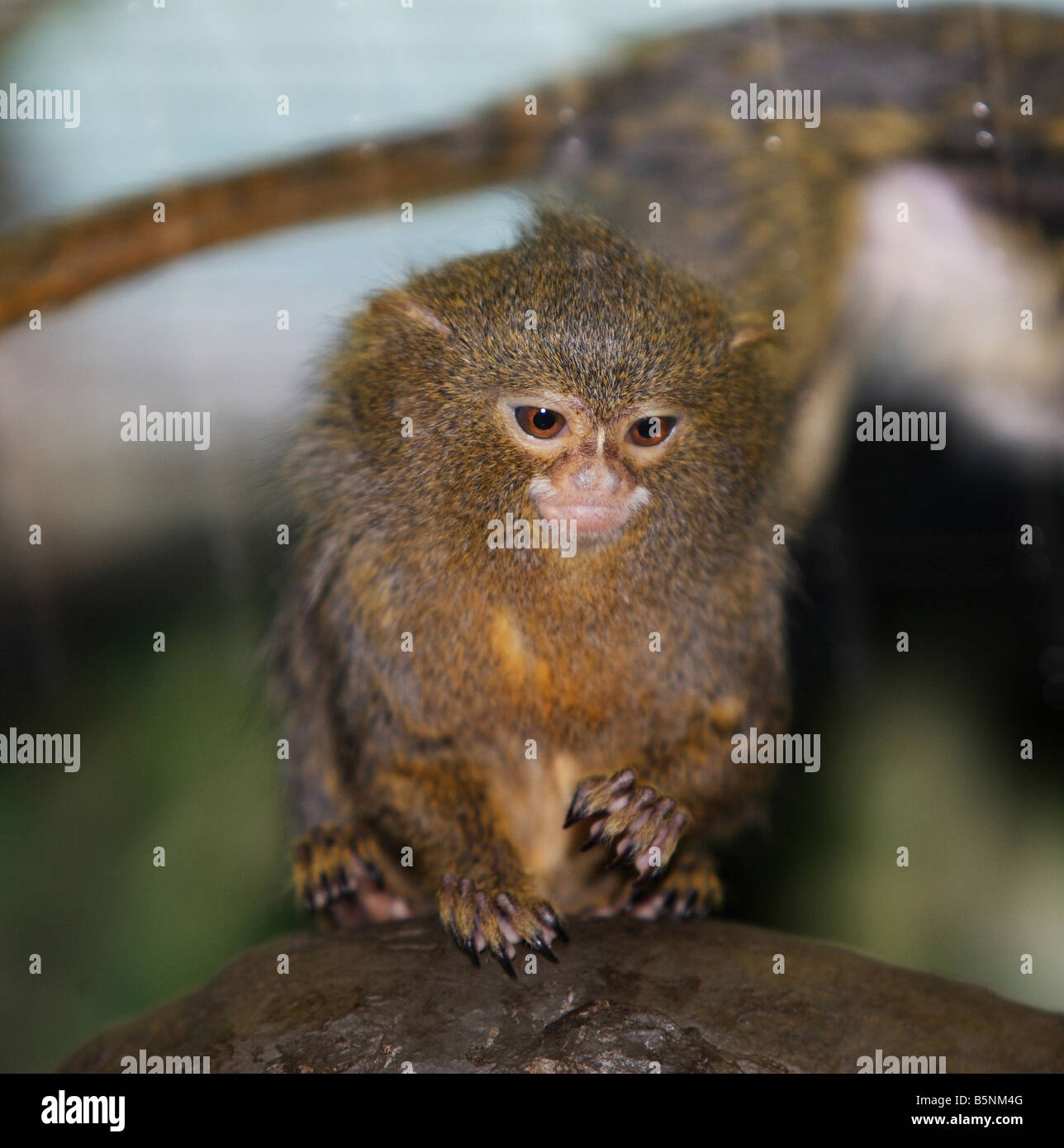 Cute Marmoset Monkey
