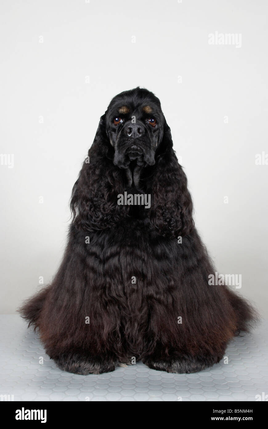 American Cocker Spaniel Stock Photo - Alamy