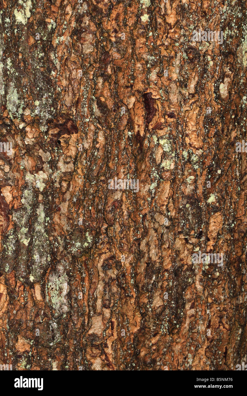 Magnolia tree bark hi-res stock photography and images - Alamy