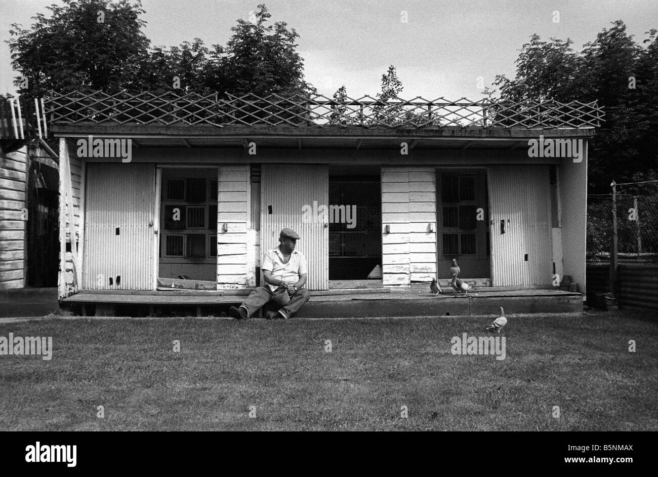 Pigeon racing in the UK. Working class sport Stock Photo - Alamy