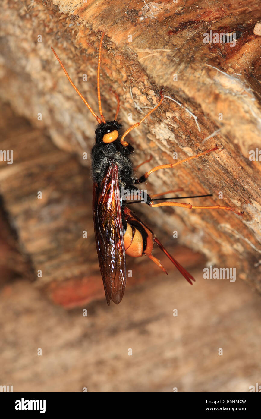 Horntail Stock Photos & Horntail Stock Images - Alamy
