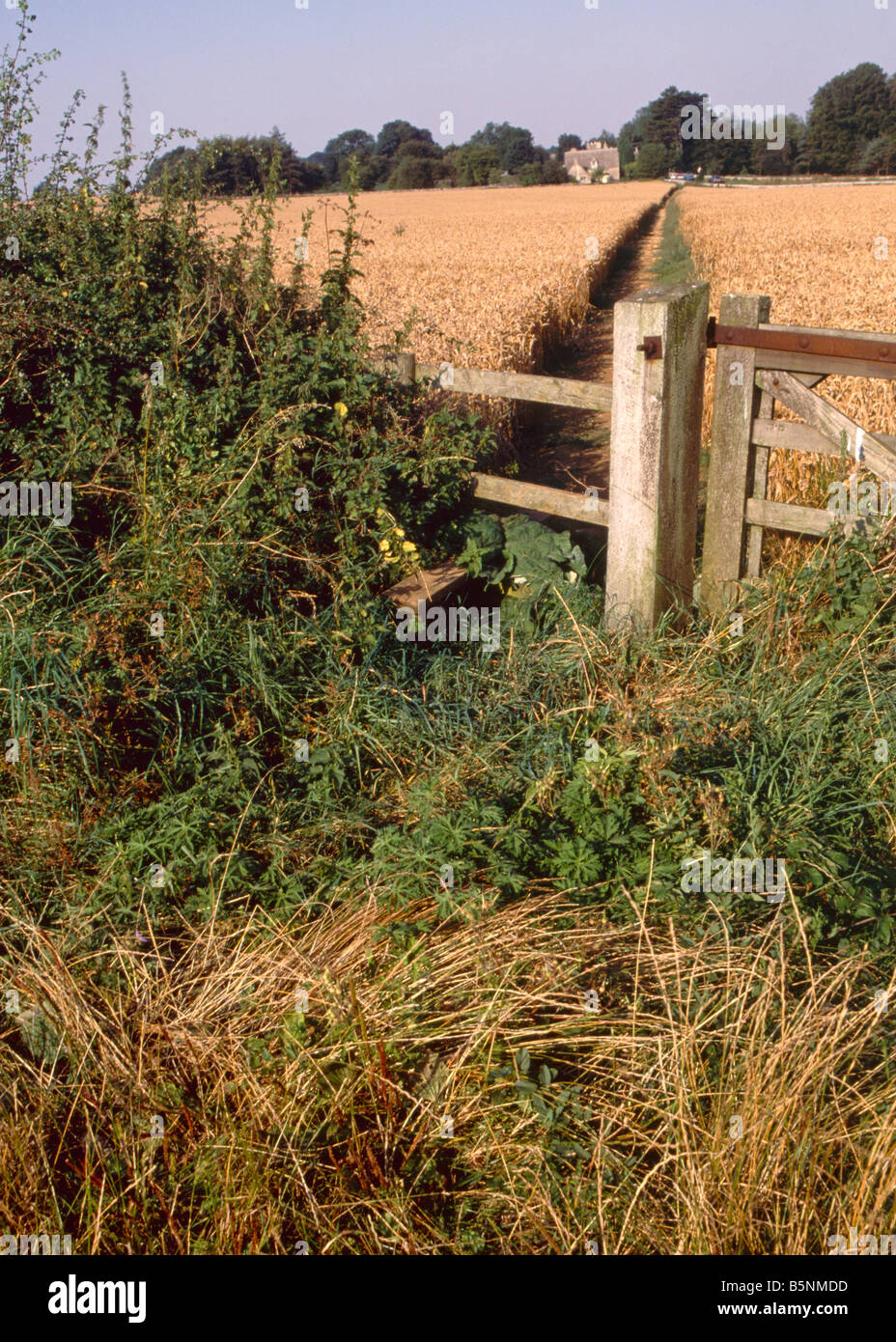 Stile and footpath through corn field, Gloucestershire, Cotswolds ...