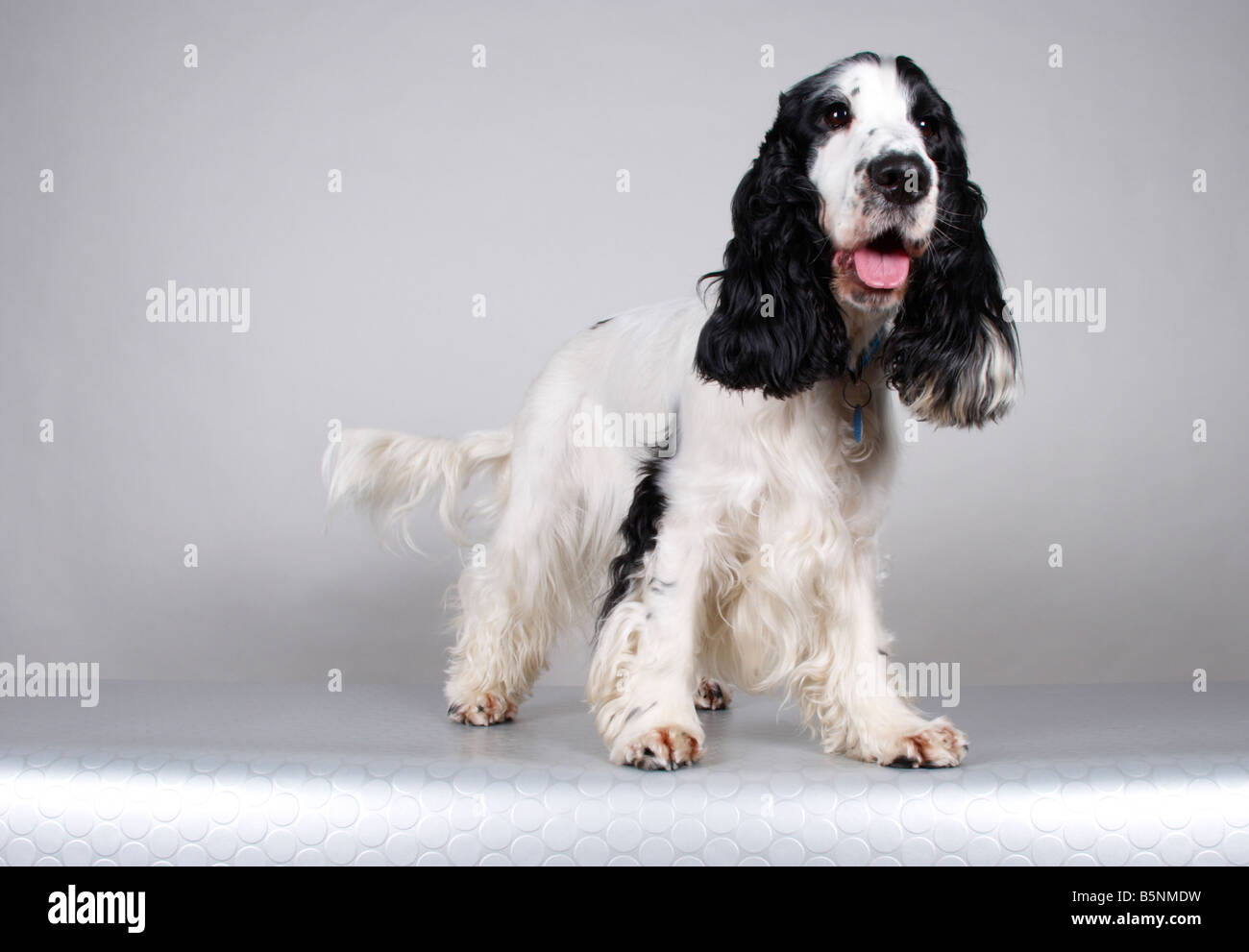 english cocker spaniel stood on a grey studio set Stock Photo - Alamy