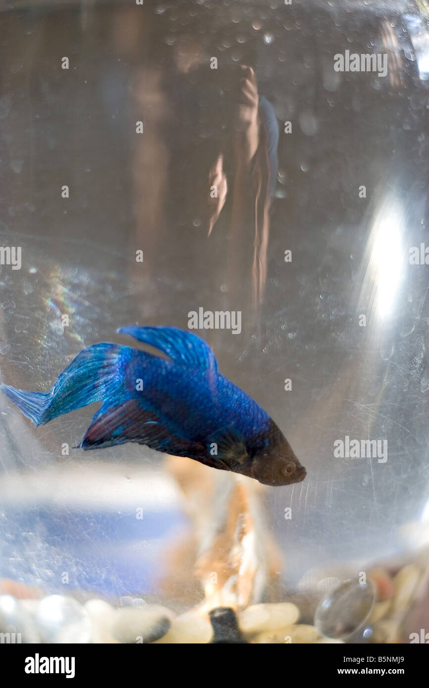 A macro shot of a pet betta fish Stock Photo - Alamy