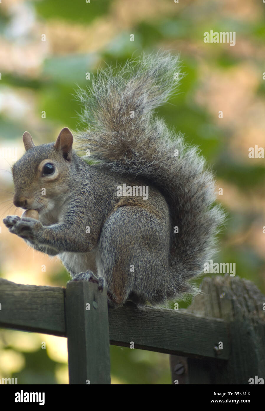 Grey squirrel on fence hi-res stock photography and images - Alamy