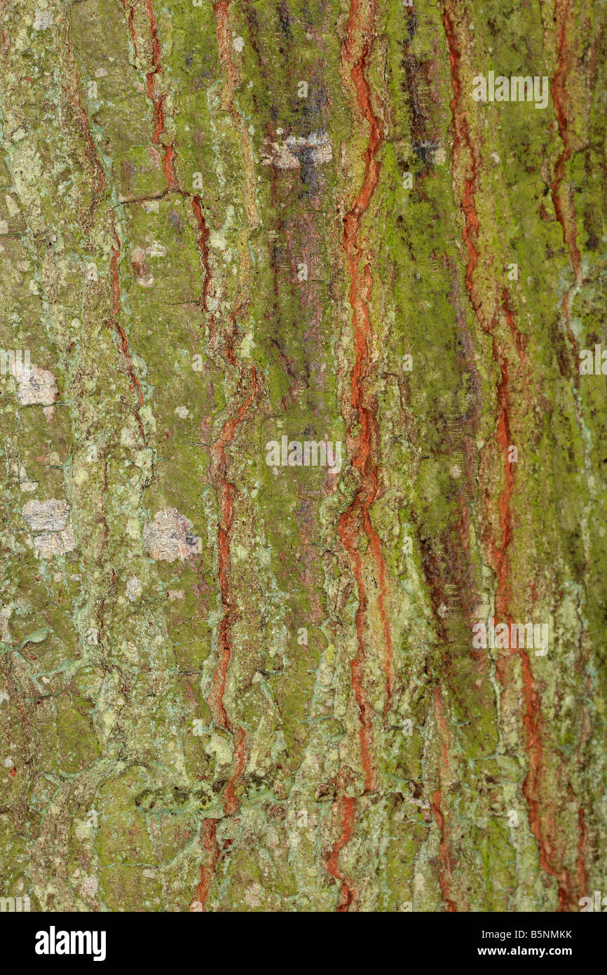 Red oak Quercus rubra CLOSE UP OF BARK ON MATURE TREE Stock Photo - Alamy