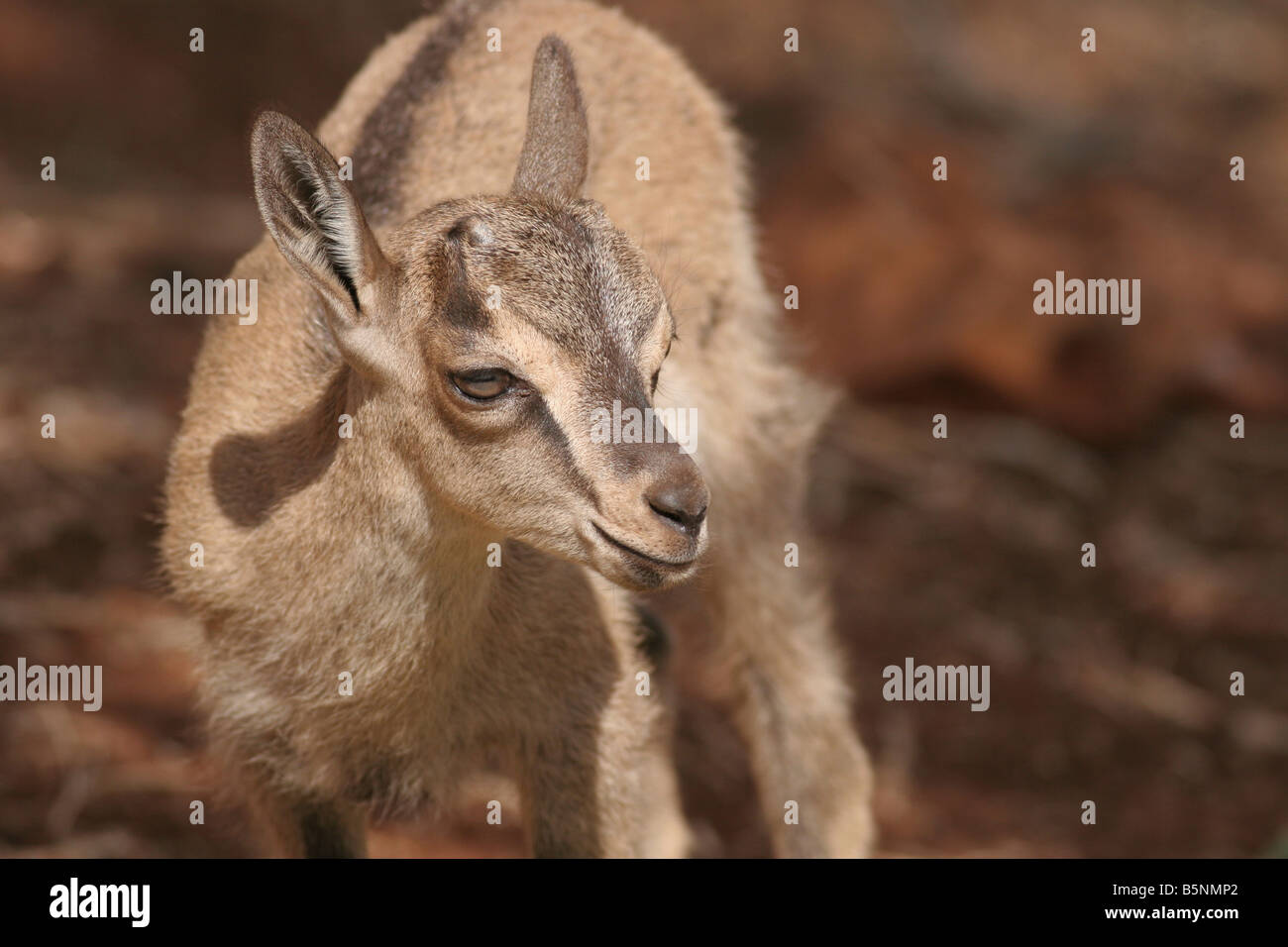 A young kid of a wild goat Capra aegagrus Spring may 2008 Stock Photo ...
