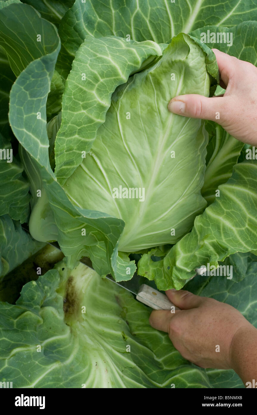 Pointed cabbage plant hi-res stock photography and images - Alamy