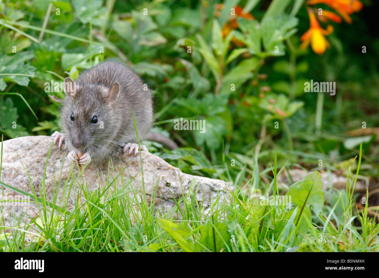 BROWN RAT Rattus norvegicus SITTING ON STONE EATING SEED FRONT VIEW ...