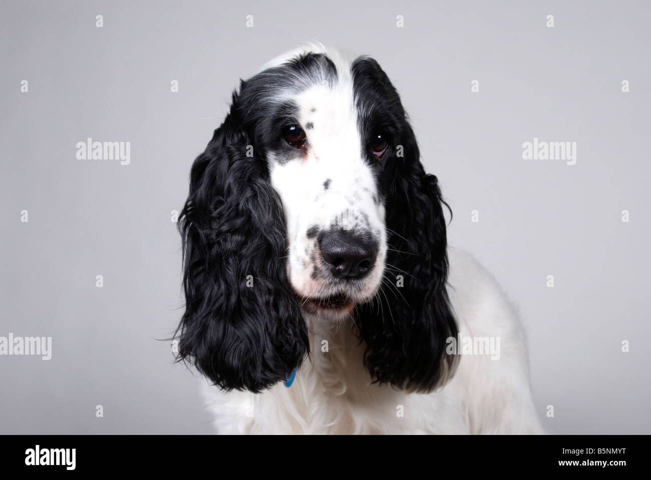 english cocker spaniel on a grey studio set Stock Photo - Alamy