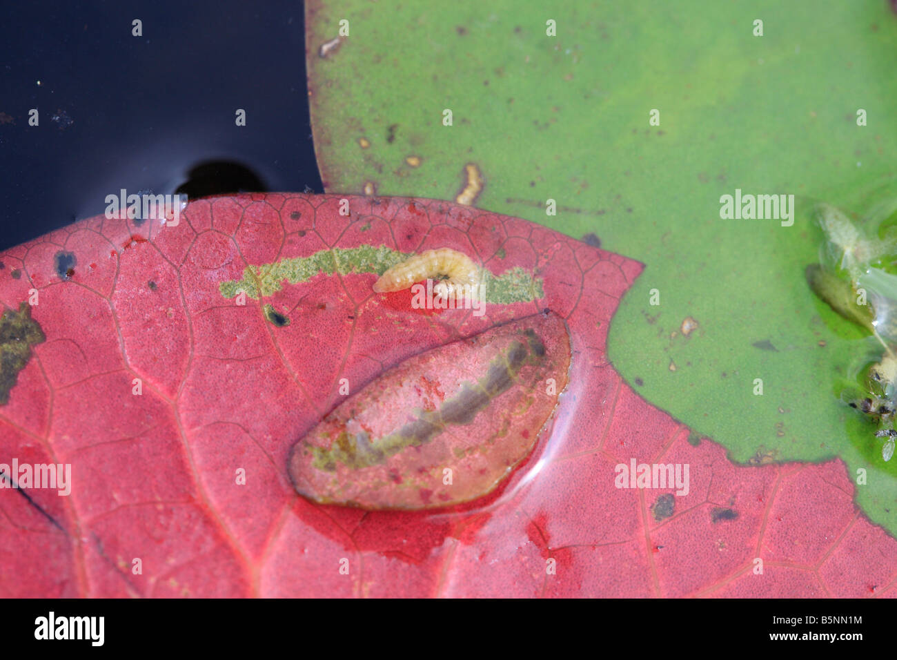 CHINA MARK MOTH Nymphula nympheata SHOWING CATERPILLAR INSIDE LEAF ...