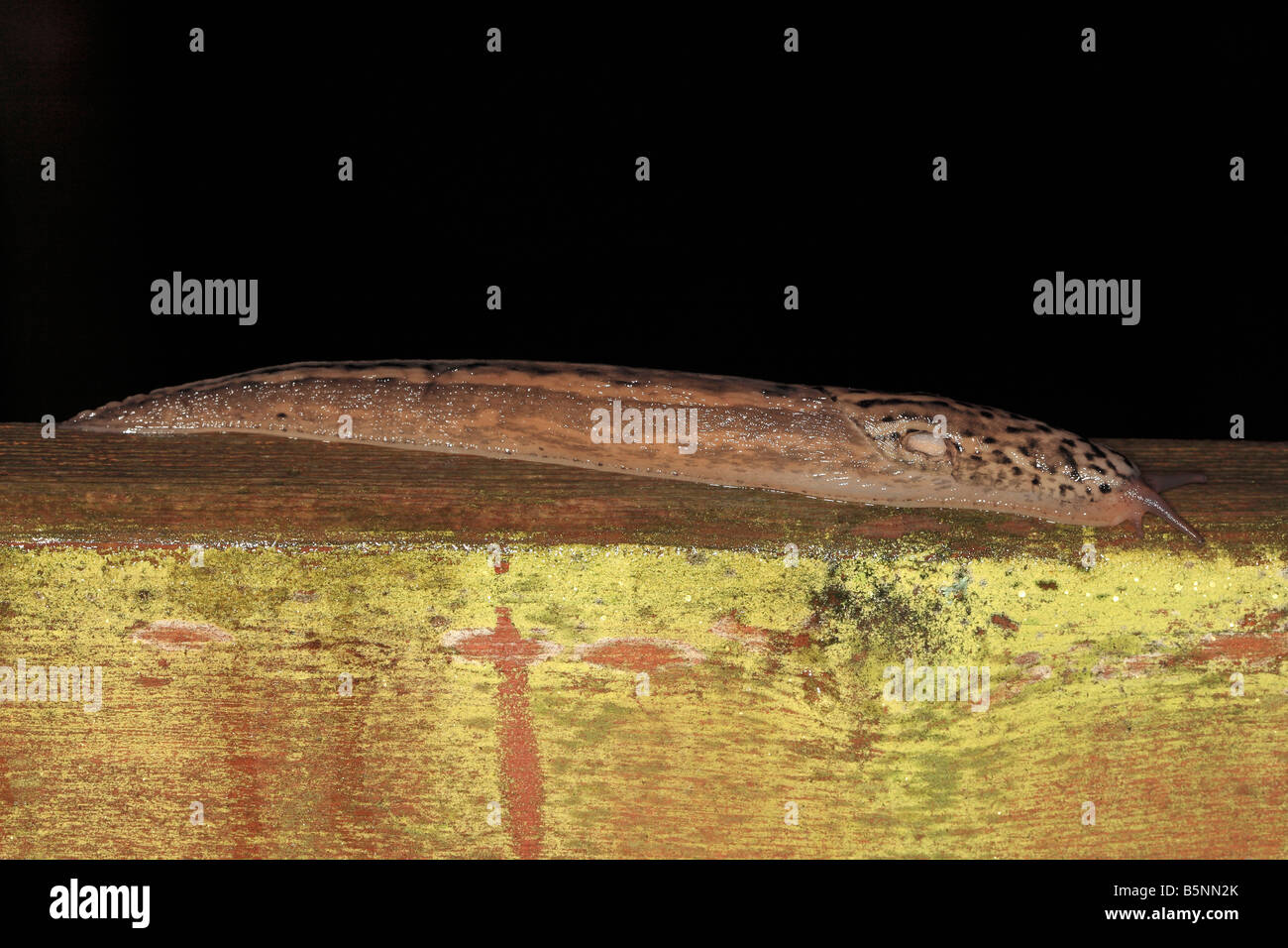 Great grey slug limax maximus hi-res stock photography and images - Alamy