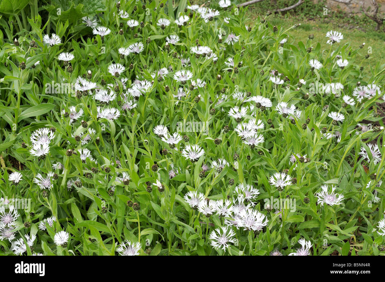 White centaurea hi-res stock photography and images - Alamy