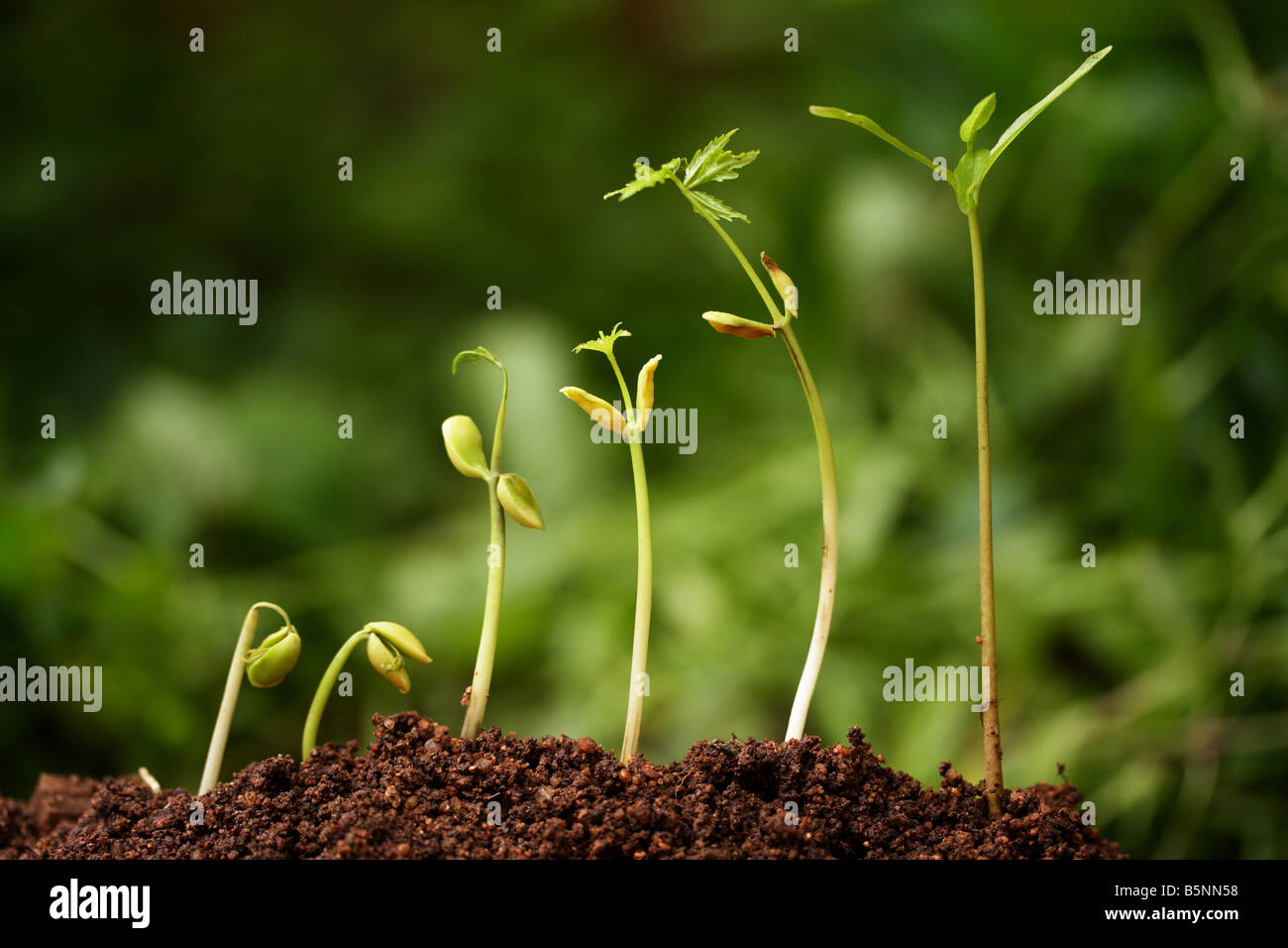 Nature progression hi-res stock photography and images - Alamy