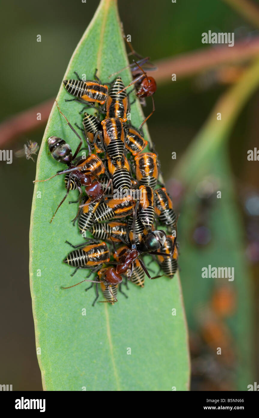 Australian bugs hi-res stock photography and images - Alamy