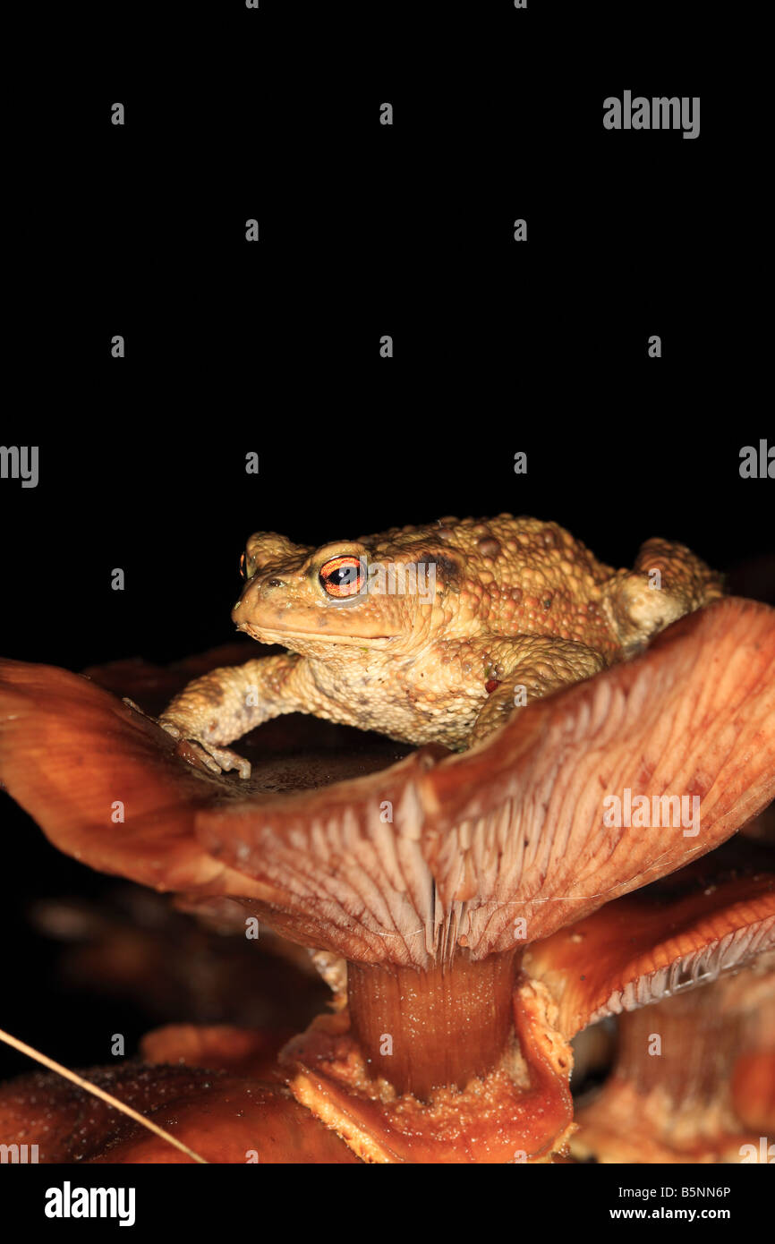 Toad On Toadstool High Resolution Stock Photography and Images - Alamy