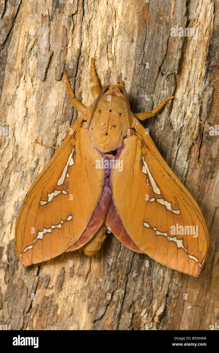 Australian ghost swift moth resting on gumtree Stock Photo - Alamy