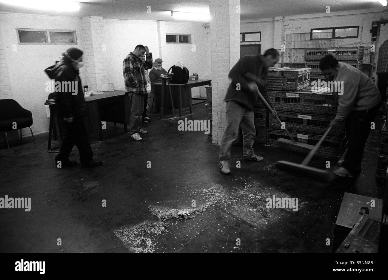 Pigeon racing in the UK. Working class sport Stock Photo - Alamy